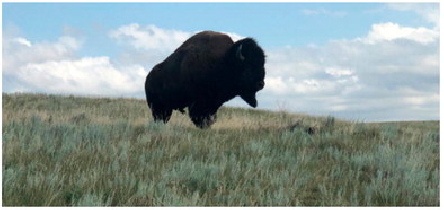 Buffalo - Northern Plains Independent