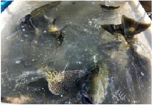 FWP Electrofishing Salmon For Egg, Milt Collection - Northern Plains ...